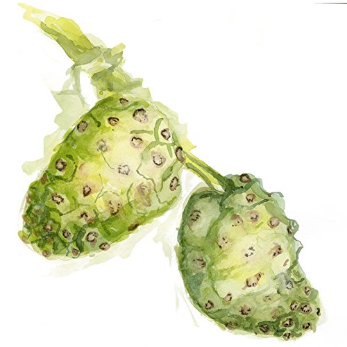Herbal supplement for immune support