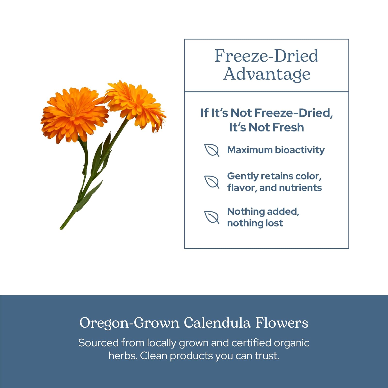 herbal supplement for immune support