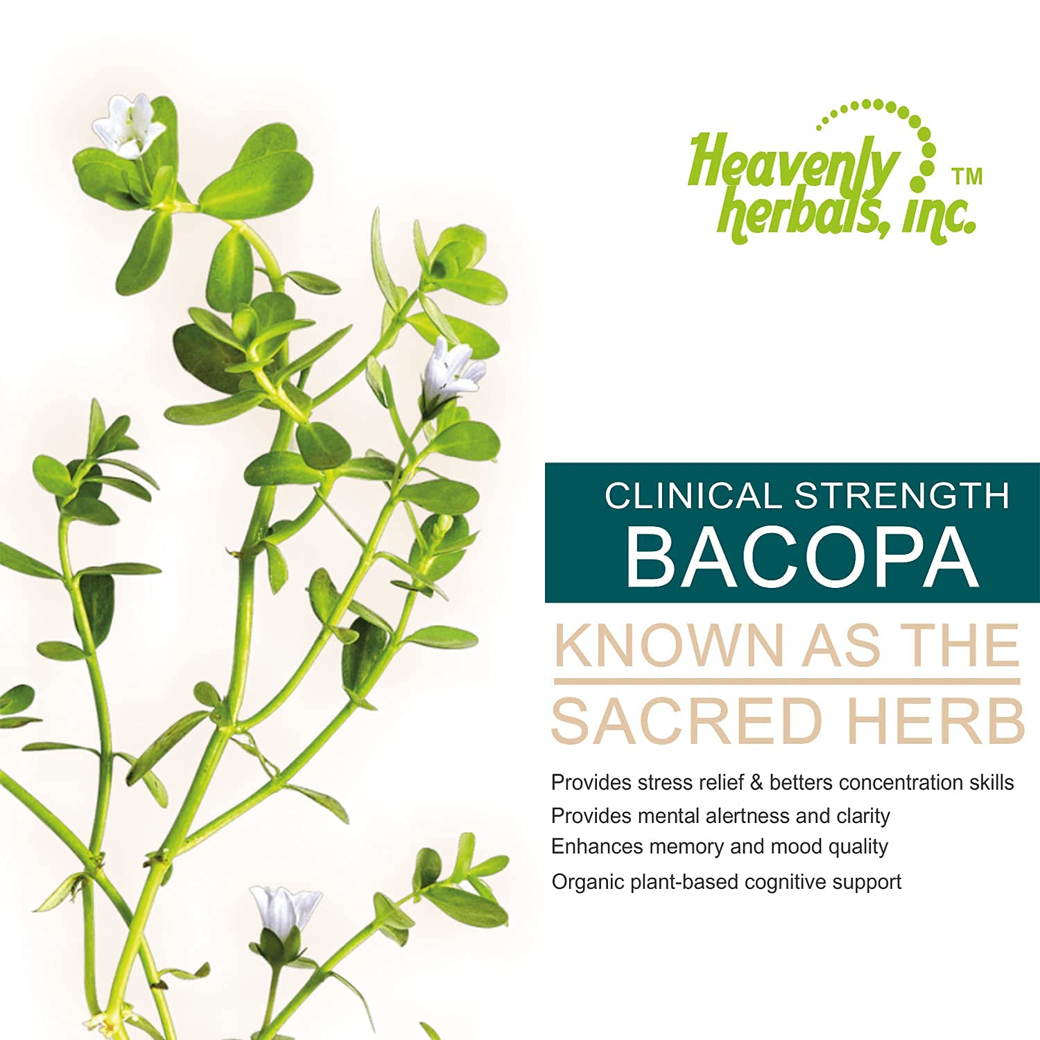 herbal supplement for mental clarity