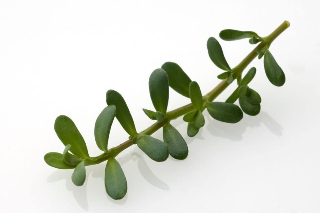 herbal supplement for mental clarity
