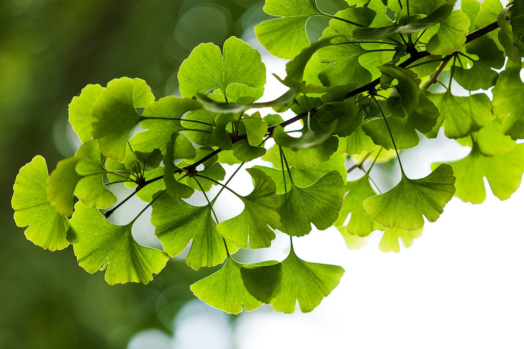 herbal supplement ginkgo biloba for wellness