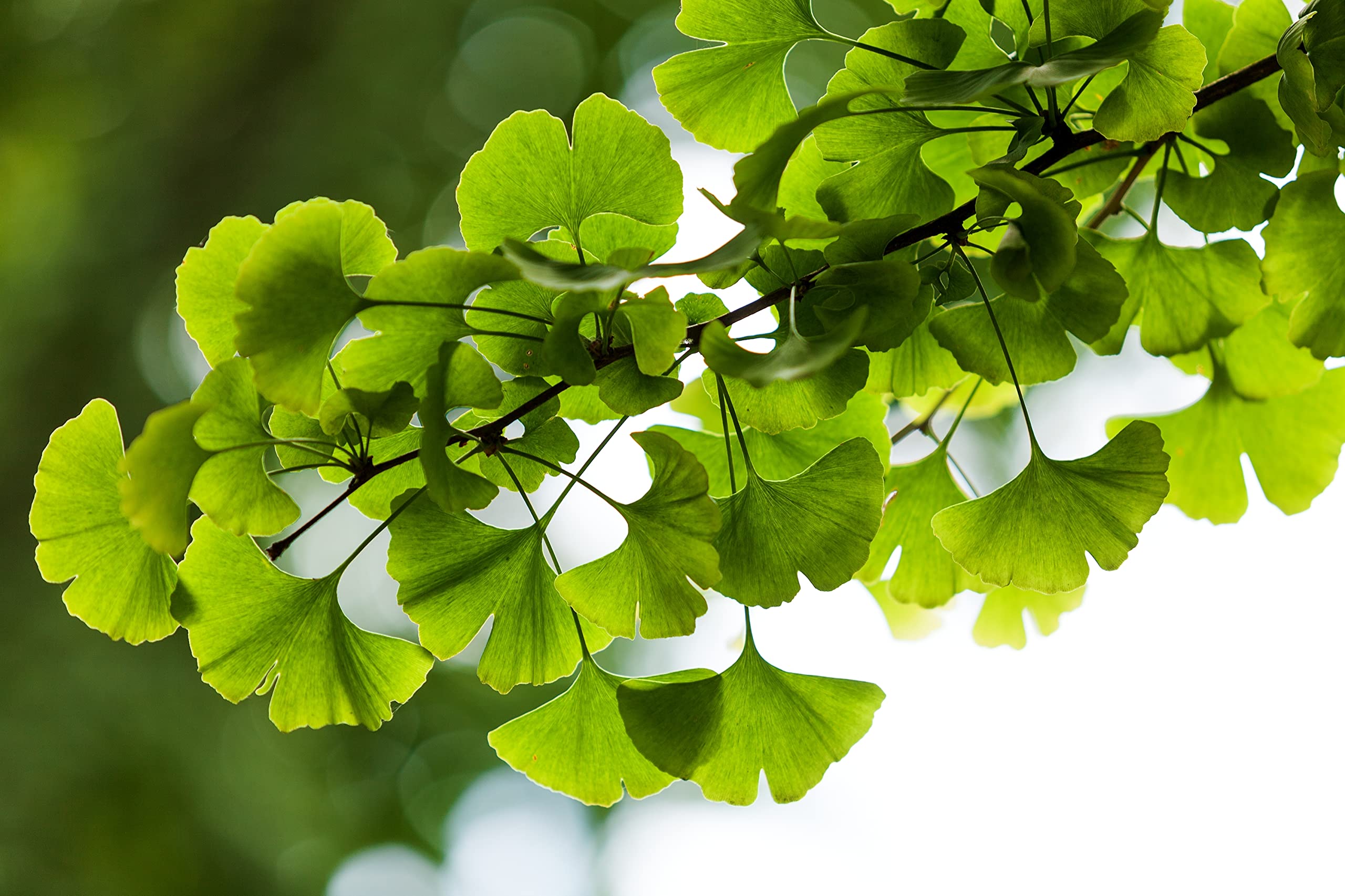 herbal supplement ginkgo biloba for wellness