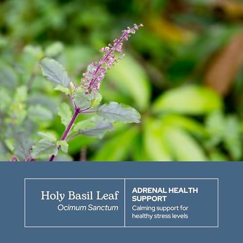herbal supplement holy basil for relaxation