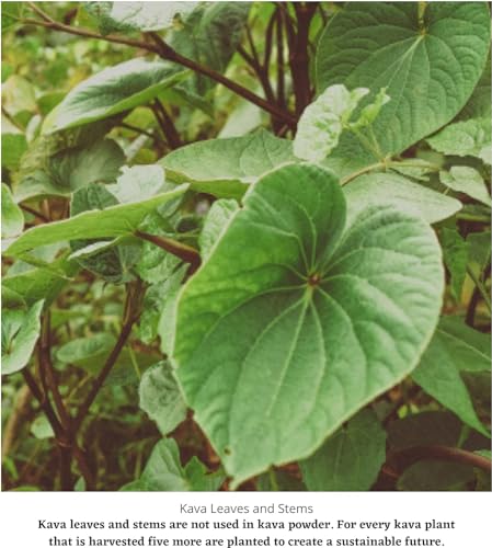 herbal supplement kava kava benefits