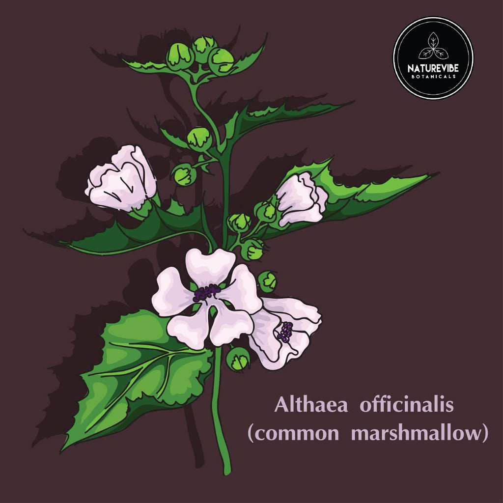 herbal supplement marshmallow root benefits