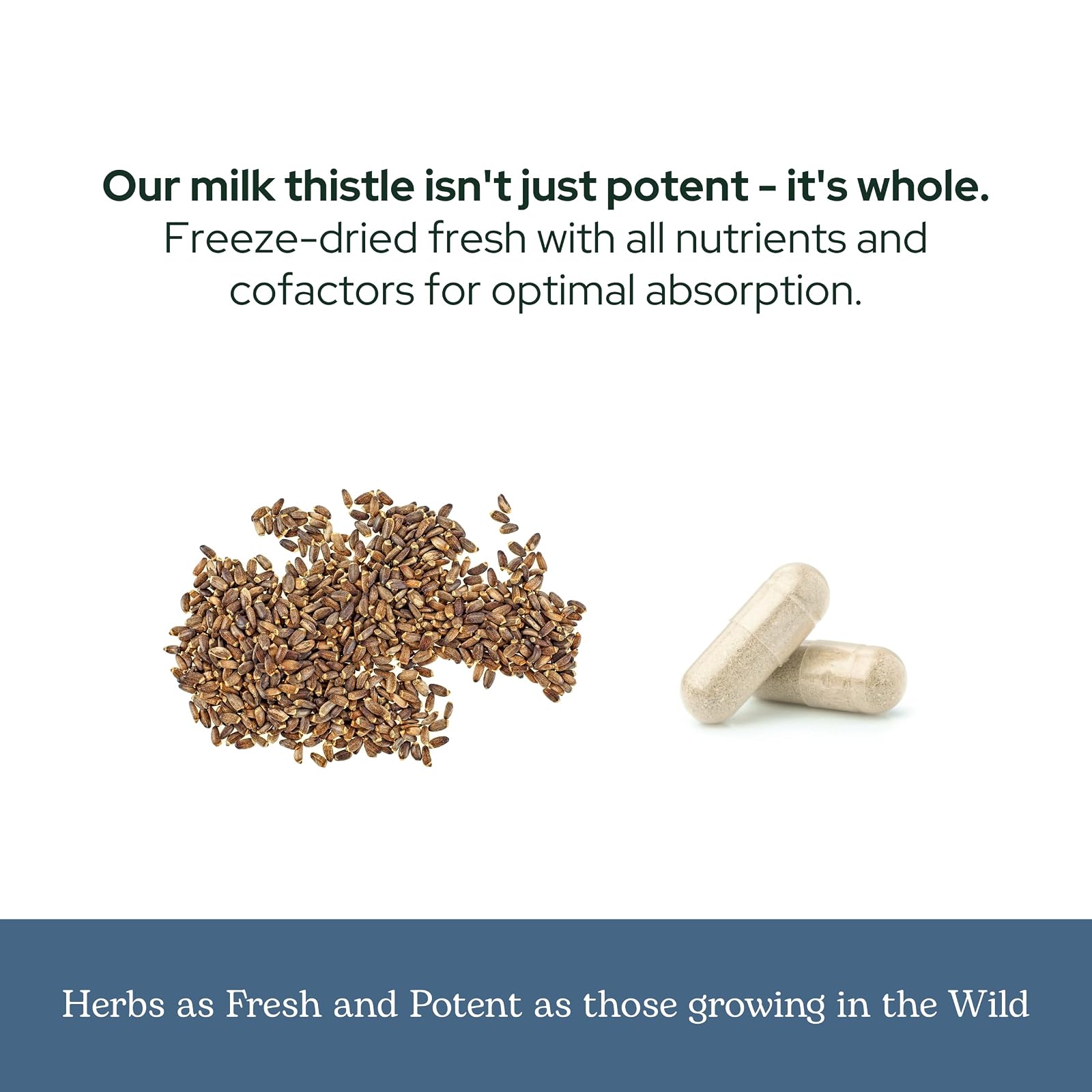 herbal supplement milk thistle benefits