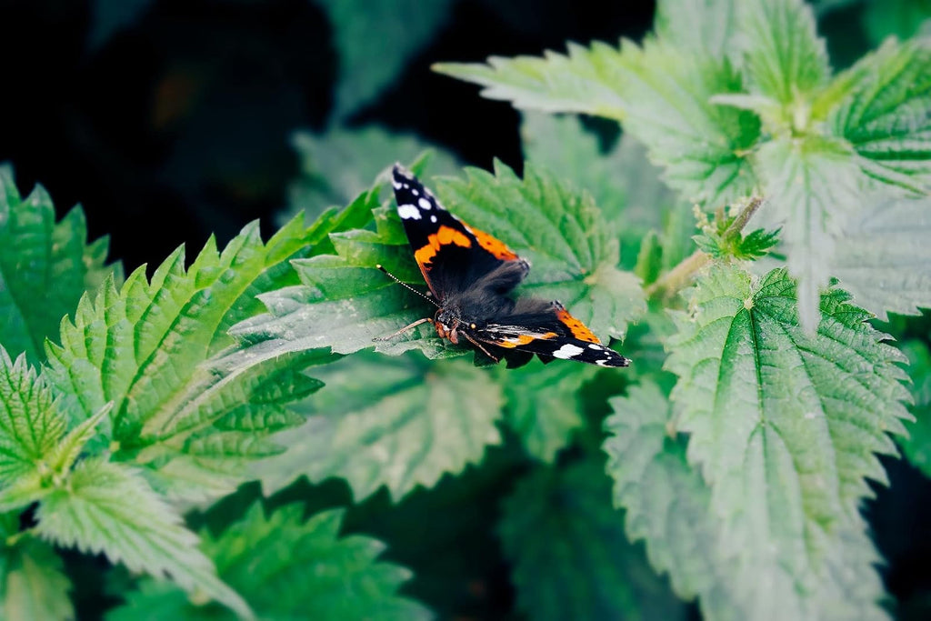 herbal supplement nettle seeds for energy