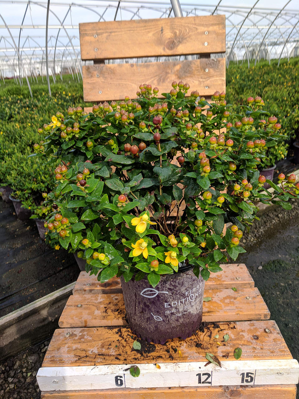 herbal supplement st. john's wort