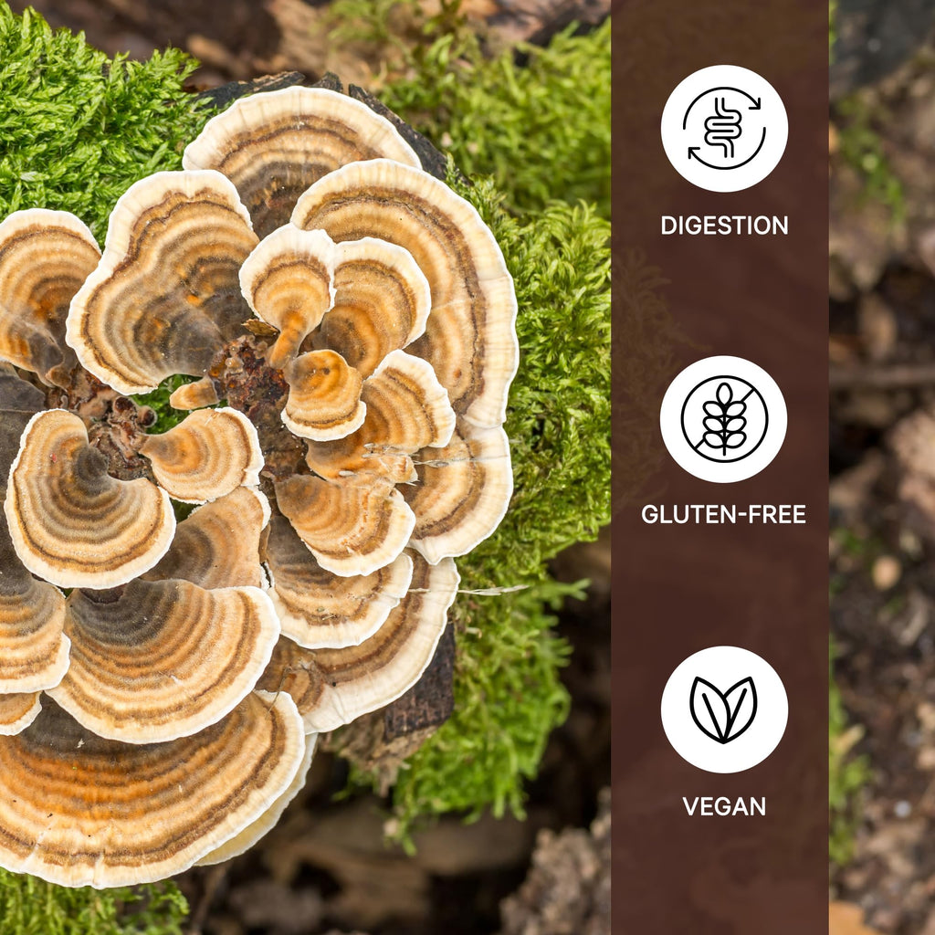 herbal supplement turkey tail mushrooms