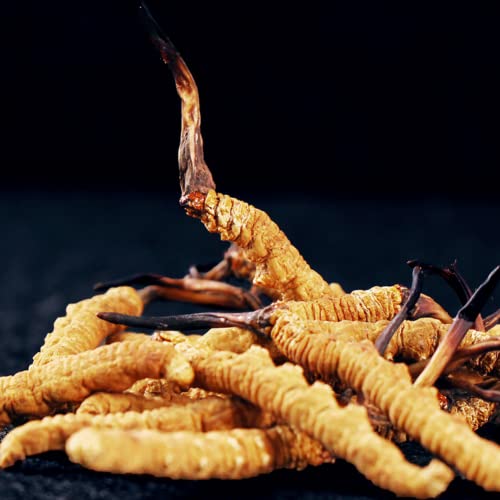herbal supplement with cordyceps