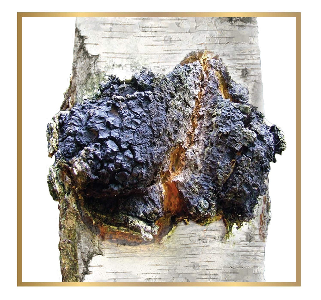 herbal supplement with mushroom nutrients