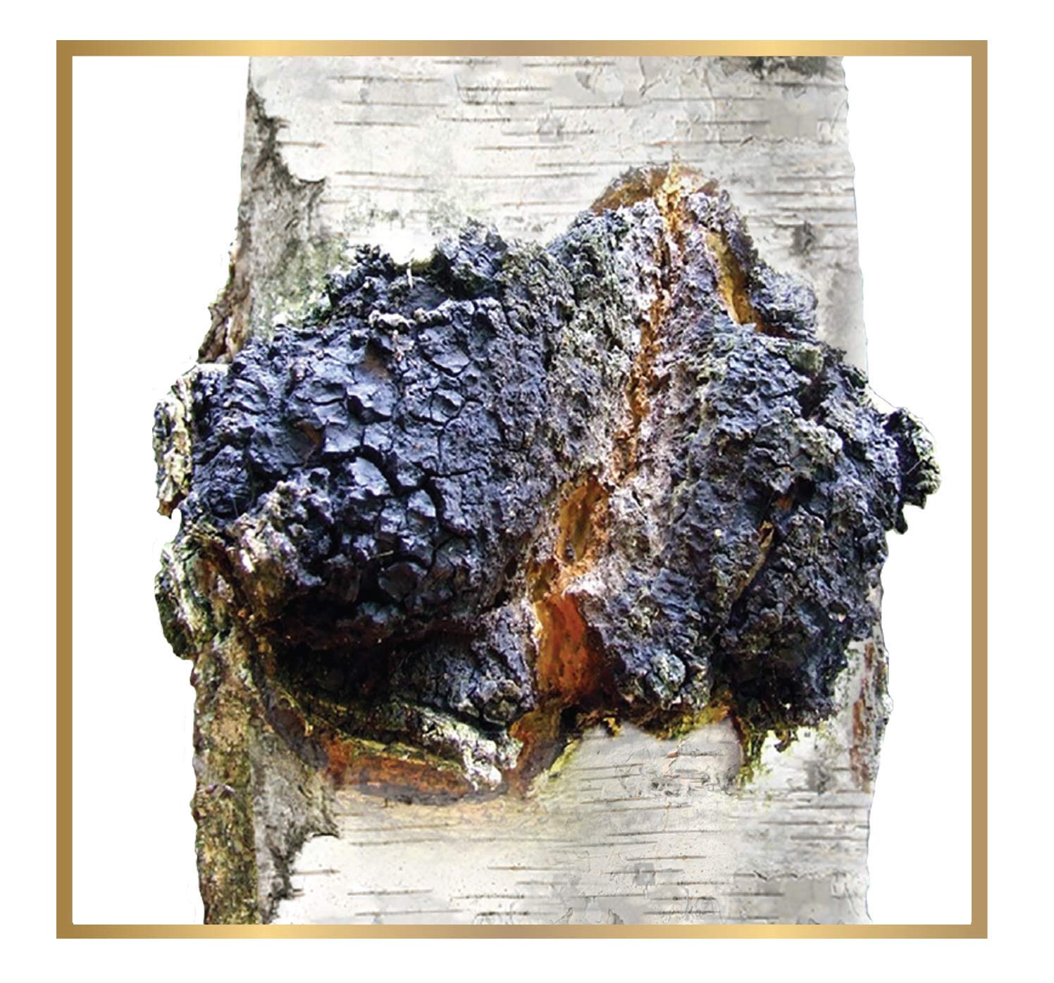 herbal supplement with mushroom nutrients