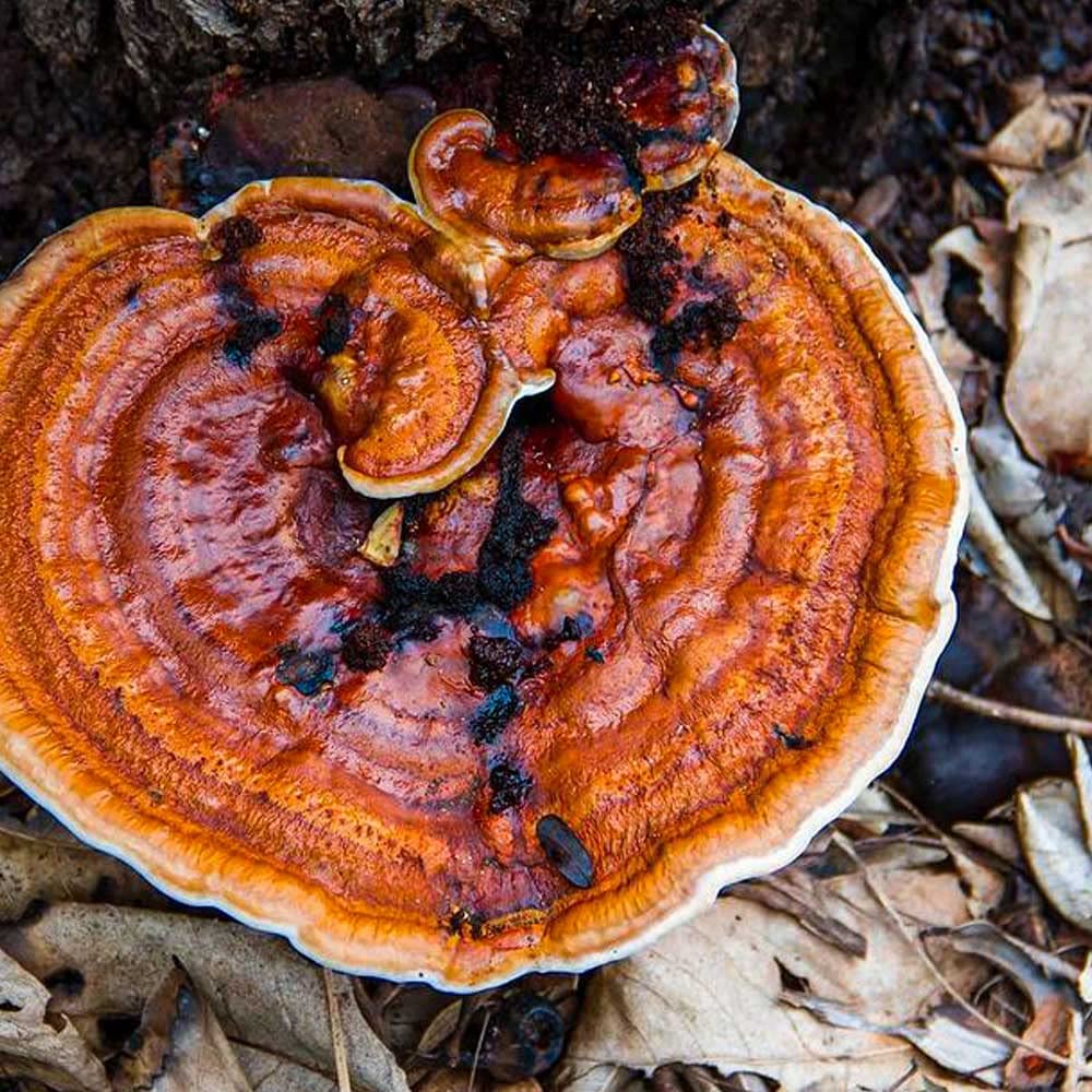 Herbal supplement with Reishi mushrooms