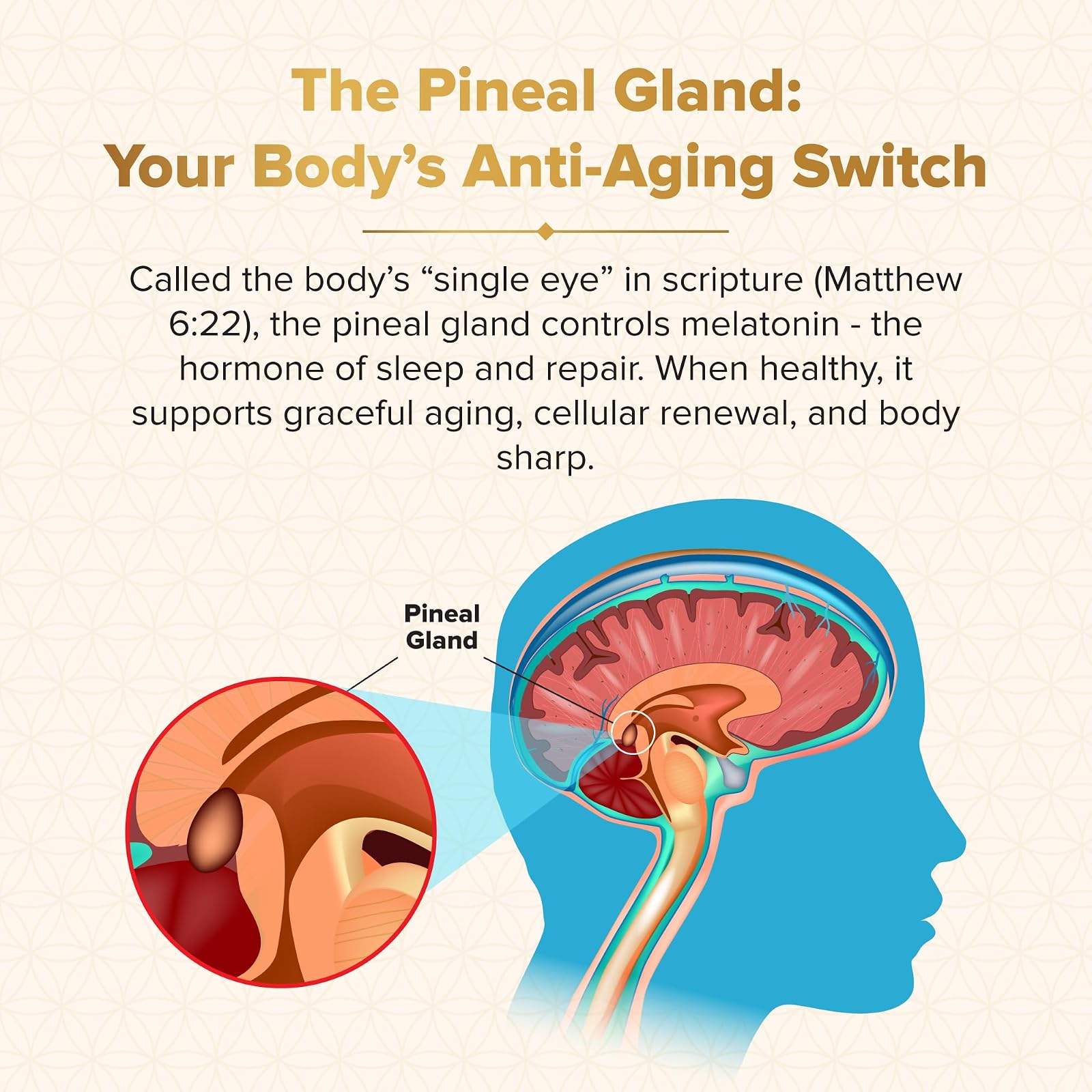 Herbal supplement with Shilajit benefits
