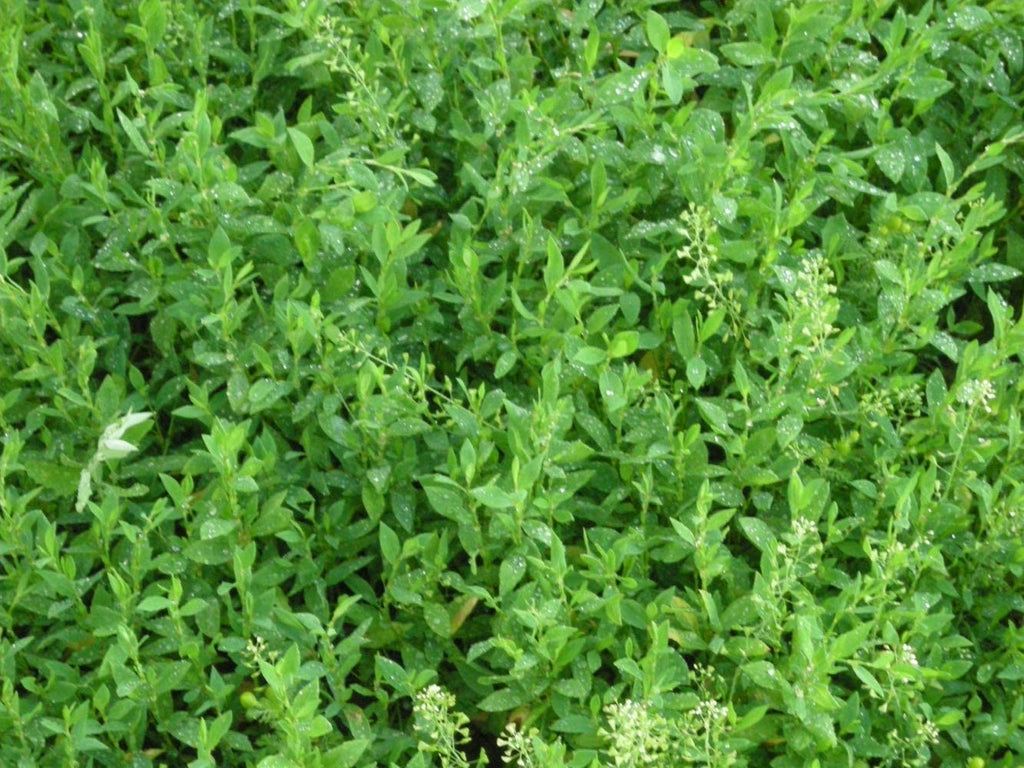 Herbal supplements for daily vitality