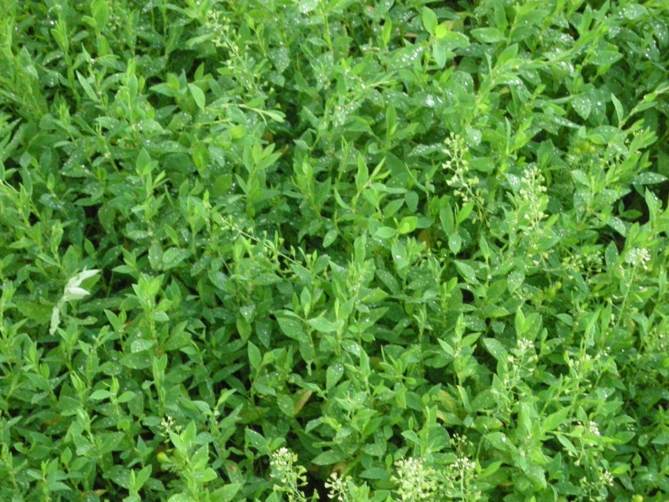 Herbal supplements for daily vitality
