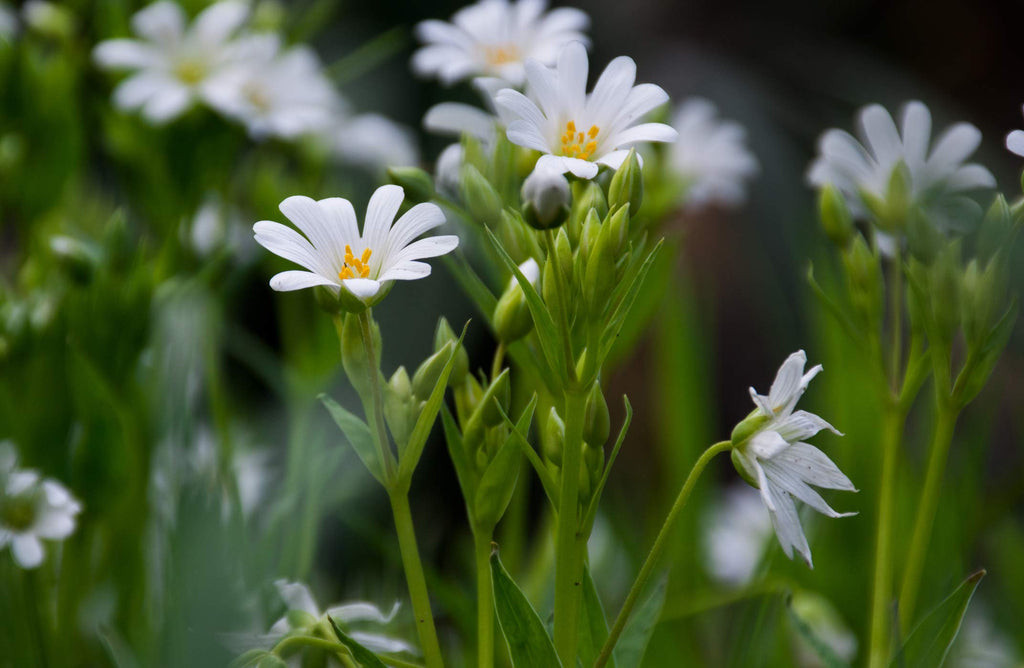 herbal supplements for digestive health