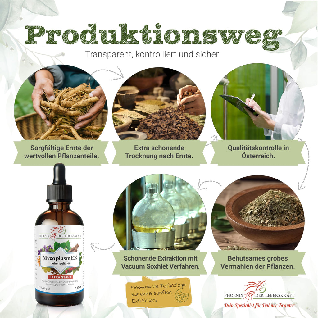 Herbal supplements for enhanced focus