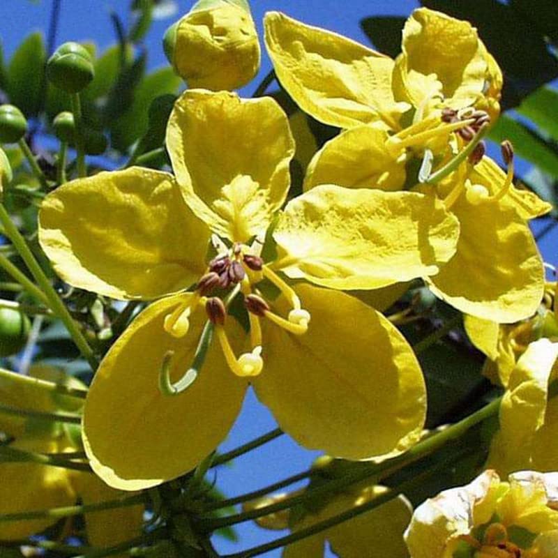 Herbal supplements for immune support