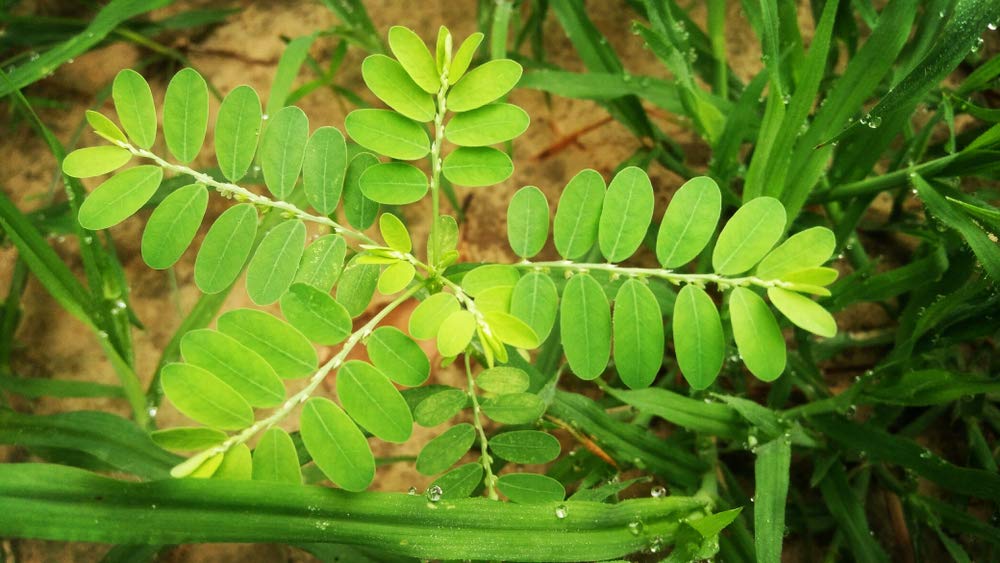 herbal supplements for kidney health