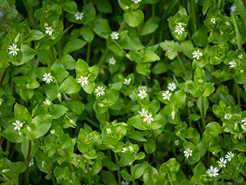 herbal supplements for natural detox
