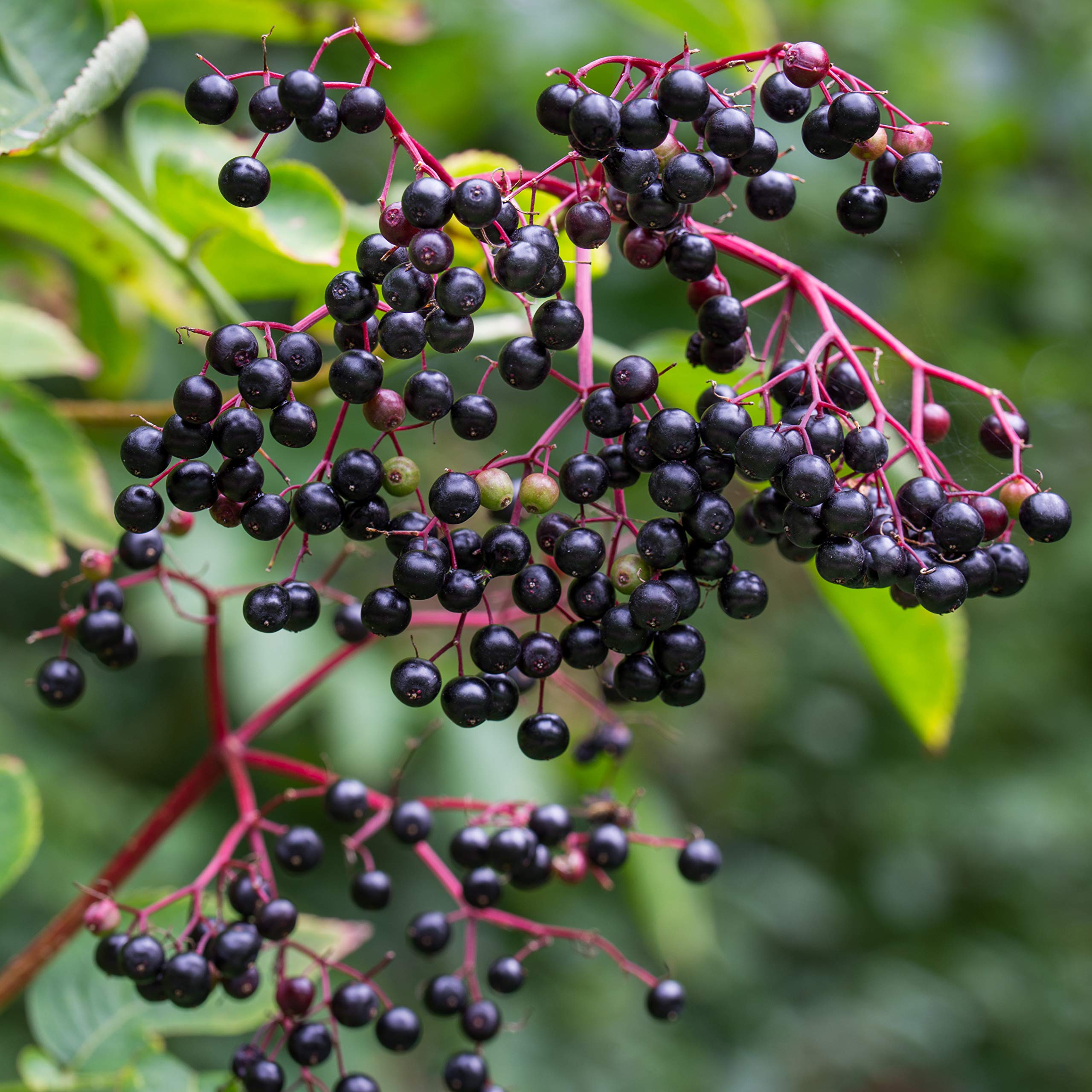 Herbal supplements with black elderberry