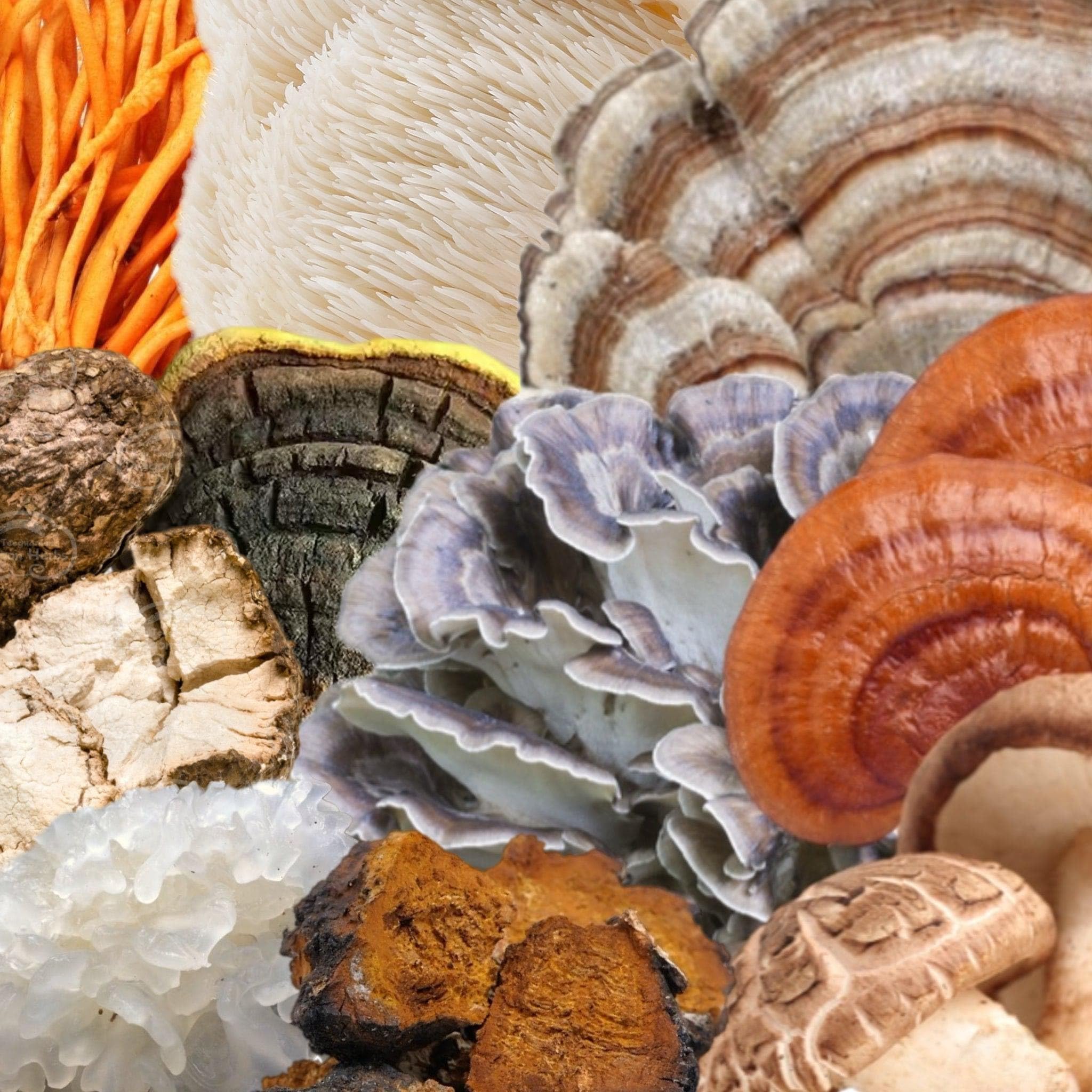 herbal supplements with powerful mushrooms