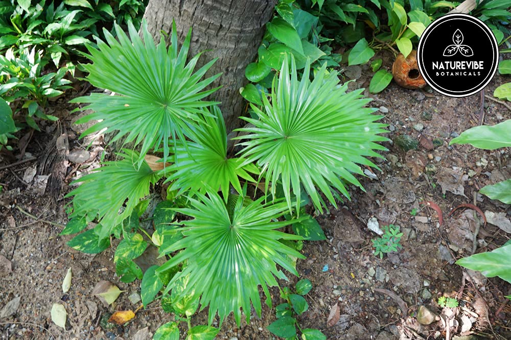 herbal supplements with saw palmetto