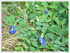 herbal tea blend with butterfly pea