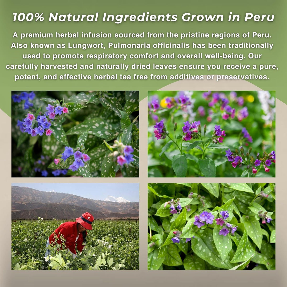 herbal tea for respiratory health