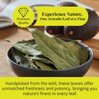 Herbal tea with dried avocado leaves