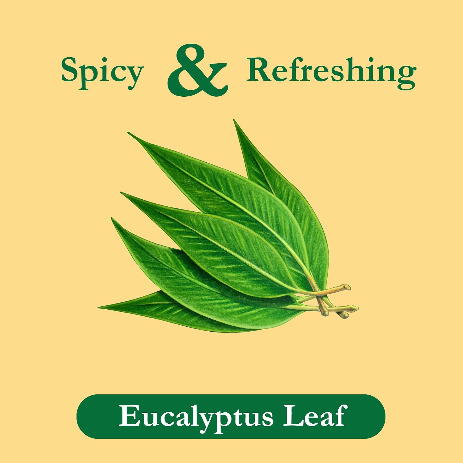herbal tea with eucalyptus flavour
