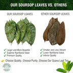 herbal tea with soursop benefits