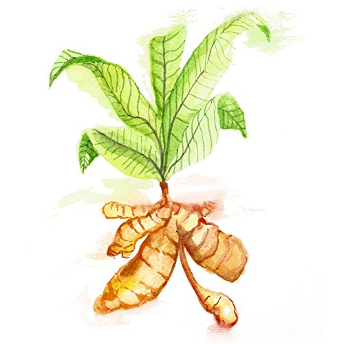 herbal turmeric ginger health support