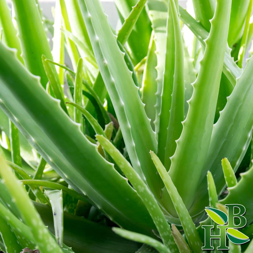 herbal use of aloe vera