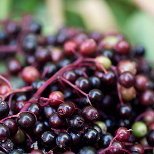 herbal wellness with NEW NORDIC elderberry