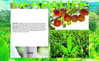HERBALIFE refreshing peach herbal tea