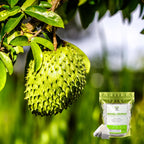 Herbalista graviola tea for immune boost
