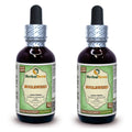 HerbalTerra Bugleweed Glycerite benefits