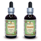 HerbalTerra Coleus Forskohlii extract