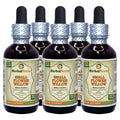HerbalTerra Echinacea tincture for immunity