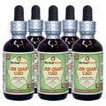 HerbalTerra Jin Qian Cao glycerite benefits