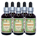 HerbalTerra Sanicle alcohol-free extract