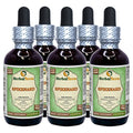 HerbalTerra Spikenard glycerite for wellness