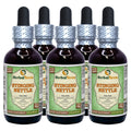 HerbalTerra stinging nettle glycerite benefits