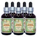 HerbalTerra Turkey Rhubarb glycerite benefits