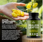 HerbaMe Mullein for immune system support