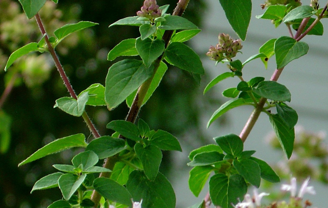Herbies oregano for immune system boost