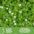 Herbsforever herbal capsules for relaxation