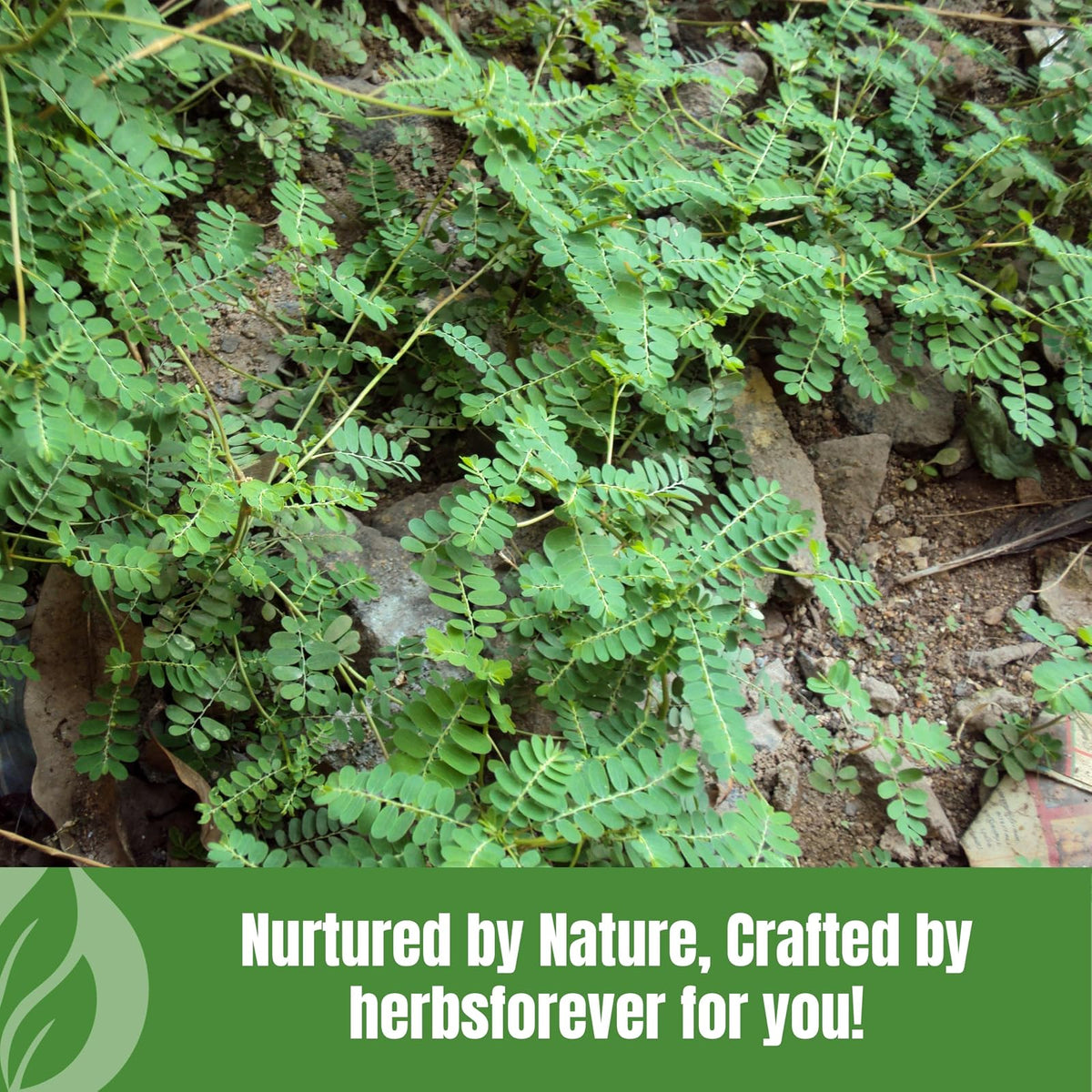Herbsforever herbal powder for vitality